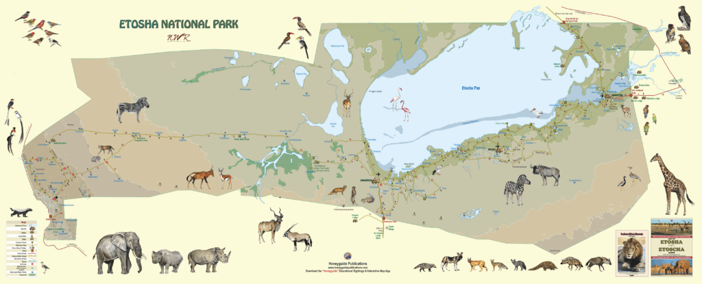 Park Etosha, Namibia – jak zwiedzać? Informacje praktyczne, wskazówki ...